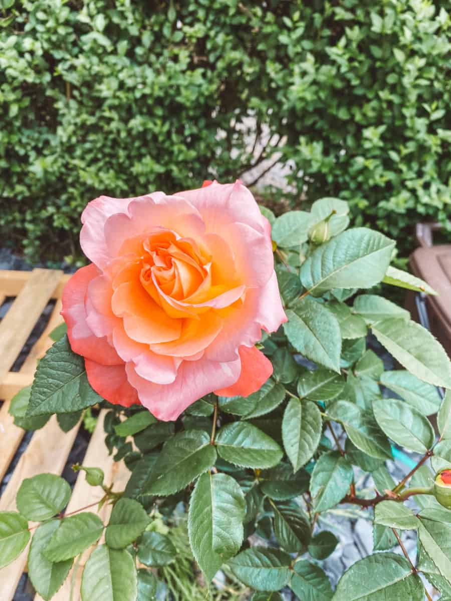 Is Southgate a good place to live in London? Southgate Area Guide